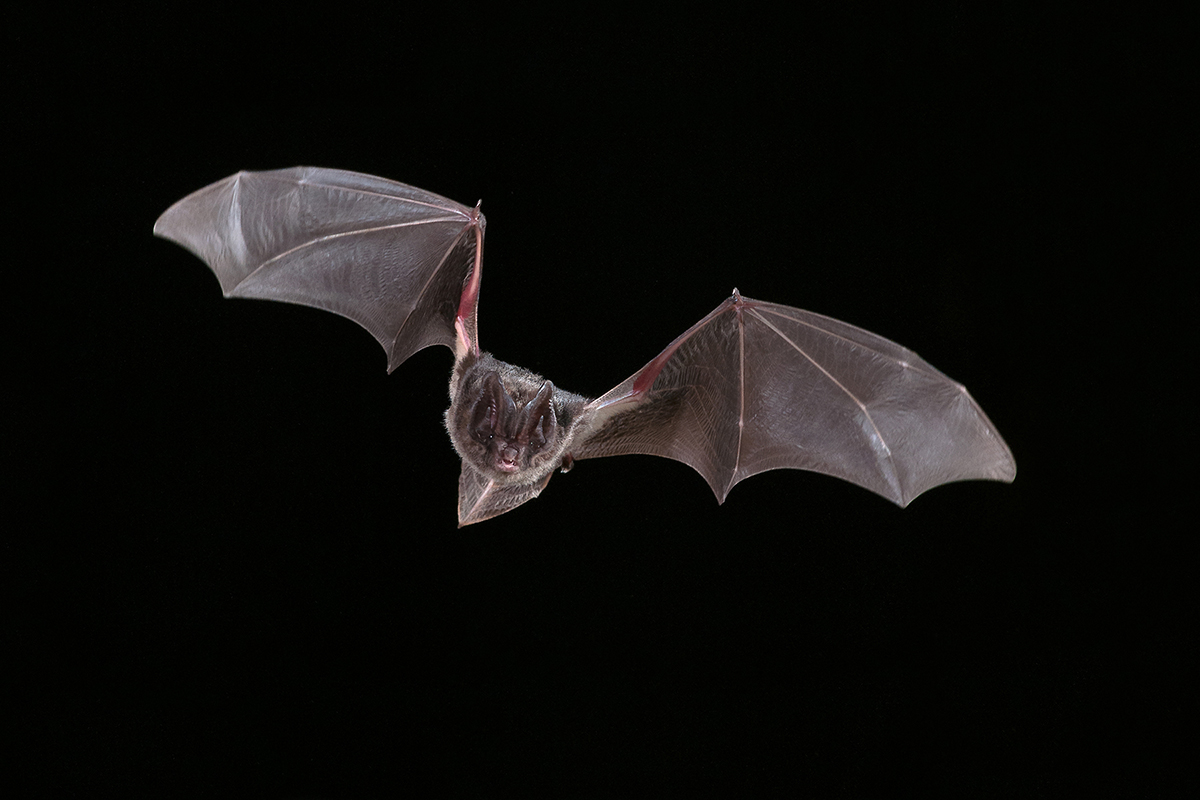 Zoogdieren – Patrick Palmen